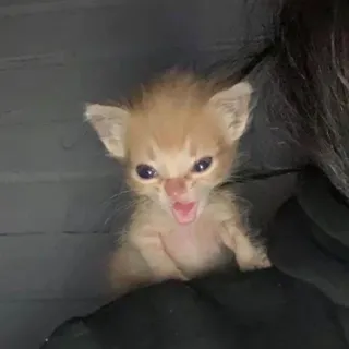 30 Absolutely Adorable Kittens