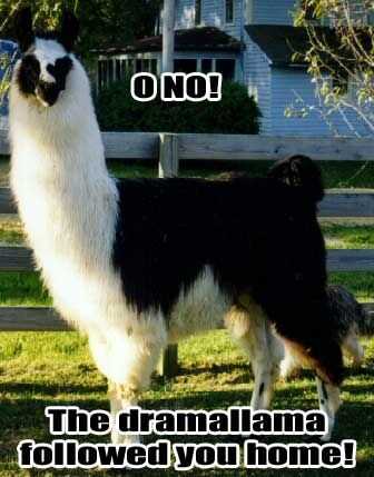 19 Hilarious Llama Pics And Memes