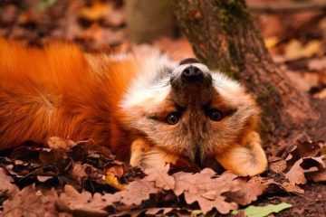 23 Funny Fall Animal Pictures That Are So Cute You'll Smile