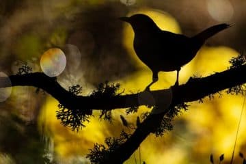 30 Amazing And Breathtaking Photos Of Birds You Must See