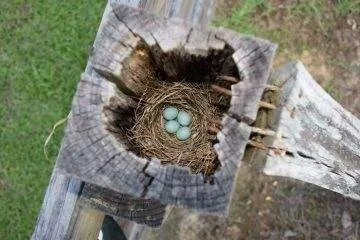 30 Adorable Pictures Of Nests In The Most Random Places