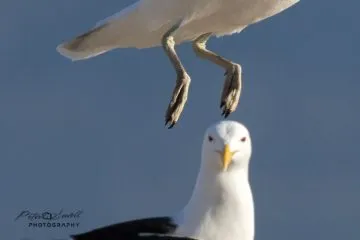 30 Hilarious Failed Bird Photography Attempts