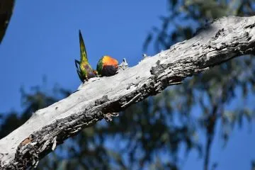 30 Hilarious Failed Bird Photography Attempts