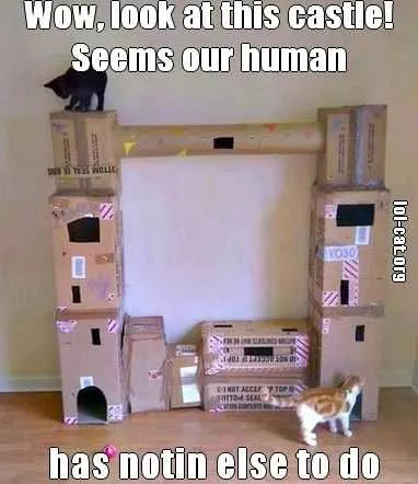 20 Funny Pictures Of Box-Loving Cats