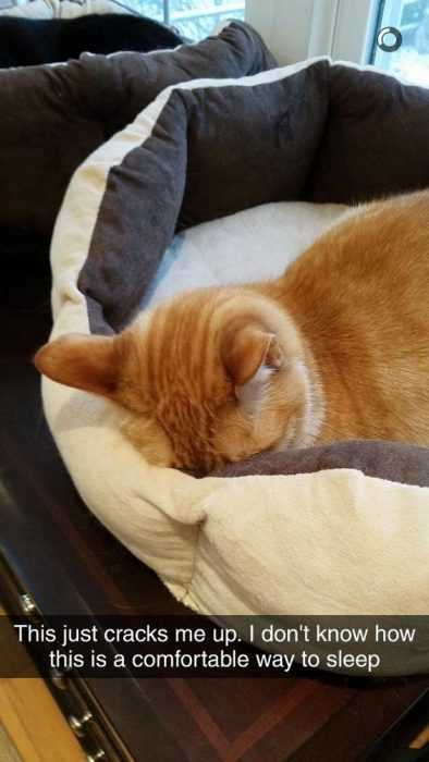 35 Adorable And Cute Sleeping Animals