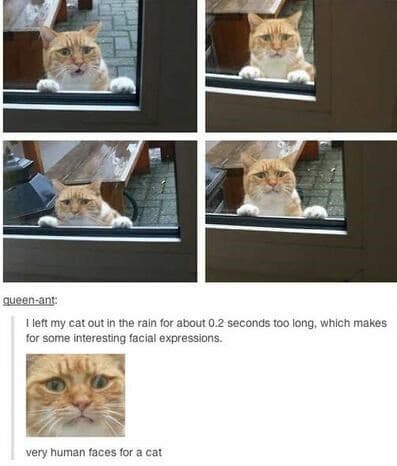 30 Hilarious Animal Memes That Will Make You Laugh
