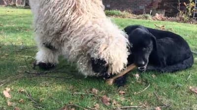 Funny Sheep Acts Just Like A Dog