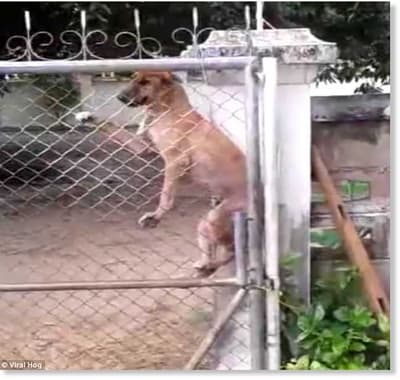 Dog Stories: Adorable Pooch Struggles To Peek Over A Gate. You Won't ...