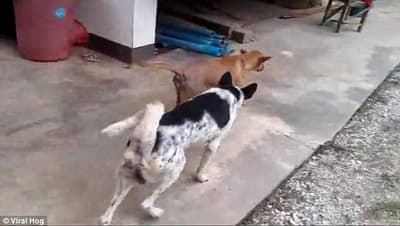 Dog Stories: Adorable Pooch Struggles To Peek Over A Gate. You Won't ...