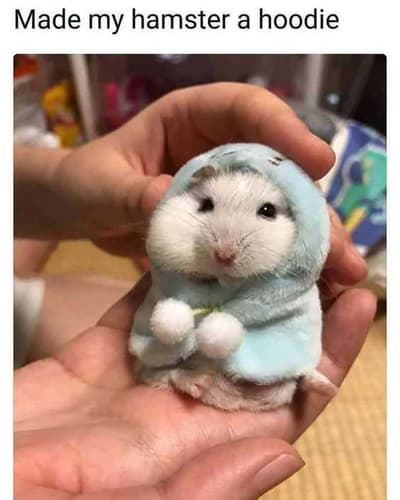 31 Sweet Funny Animal Pictures That Are Truly Hilarious