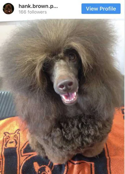 Grandma dog!