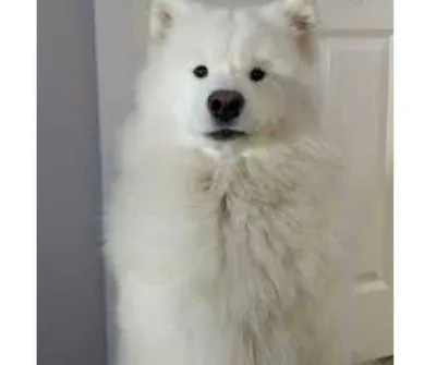 I can’t believe my floofiness.