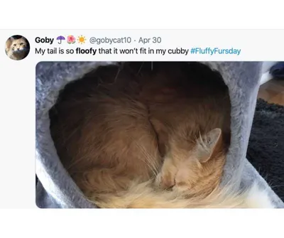 Maximum floofiness