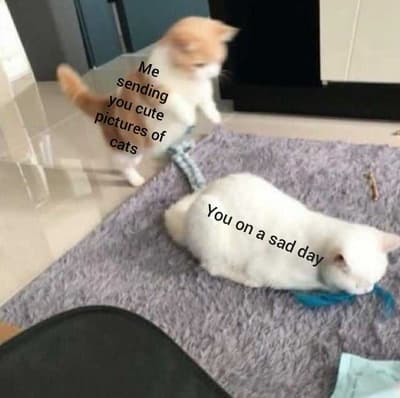 30 Wholesome Memes For Anyone Having A Bad Day Or In Need Of Love