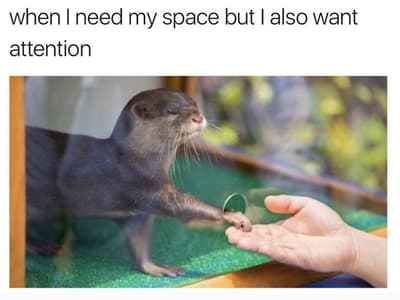 30 Hilarious Animal Memes That Will Make You Laugh