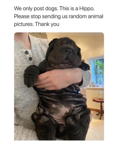 30 Hilarious Animal Memes That Will Make You Laugh
