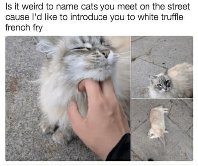 30 Excellent Cat Memes For All The Cat Lovers