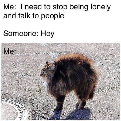 30 Excellent Cat Memes For All The Cat Lovers