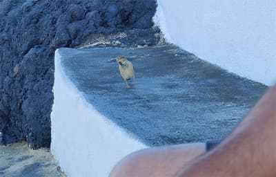 30 Epic Bird Pics That Went Horribly Wrong But Ended Hilariously