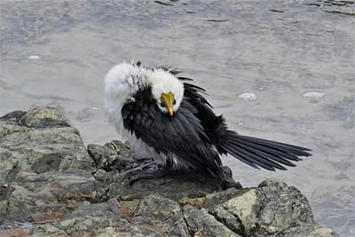 30 Epic Bird Pics That Went Horribly Wrong But Ended Hilariously