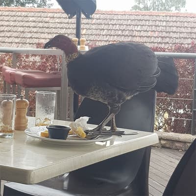 30 Epic Bird Pics That Went Horribly Wrong But Ended Hilariously