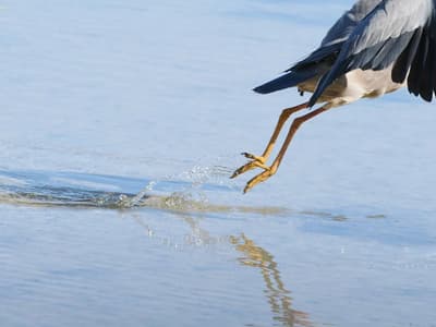 30 Hilarious Failed Bird Photography Attempts