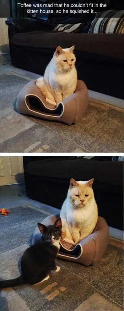 35 Funny Cat Pictures That Are Just Hilarious