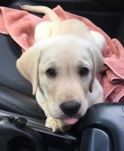 41 Funny Cats And Other Animals Who Just Have To Show You Their Bleps