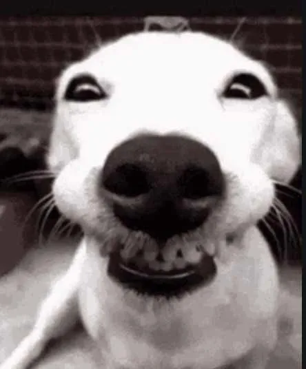 20 Smiling Dog Photos That Show Their Real Personality