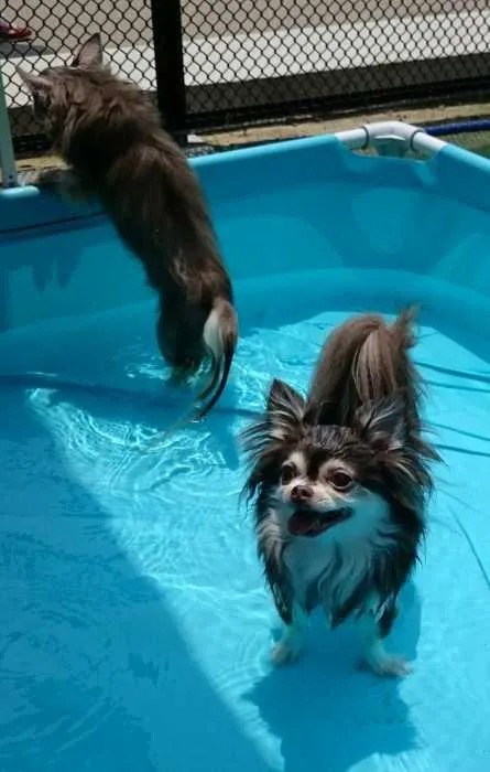 20 Pictures Of Adorable Animals Playing In A Pool And Having A Tail ...