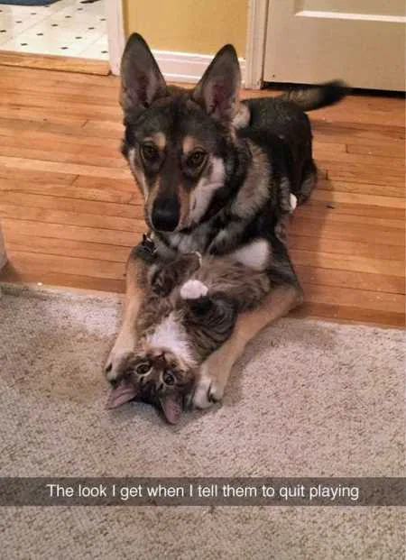 38 Hilarious Animal Pictures That Will Have You ROFL - The Funny Beaver