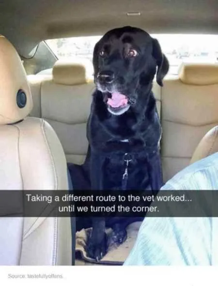 37 Hilarious Animal Pictures | The Funny Beaver