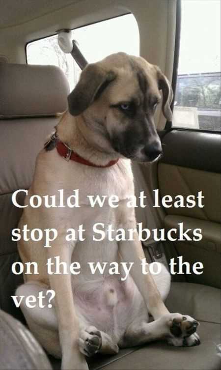 38 Super Funny Animal Pics