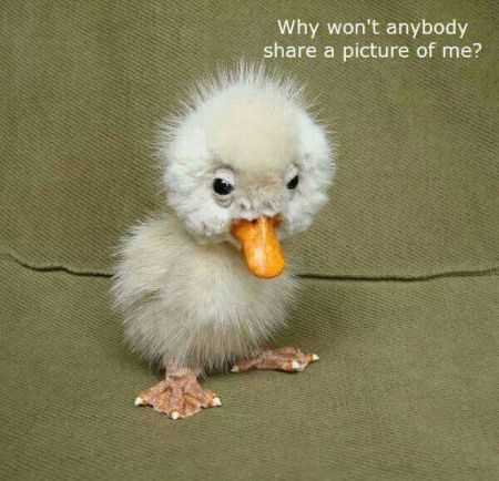 38 Super Funny Animal Pics