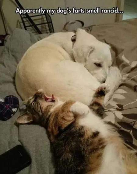 35 Funny Animals Can't Stop Laughing - The Funny Beaver