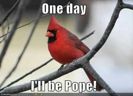 36 Funny Bird Memes