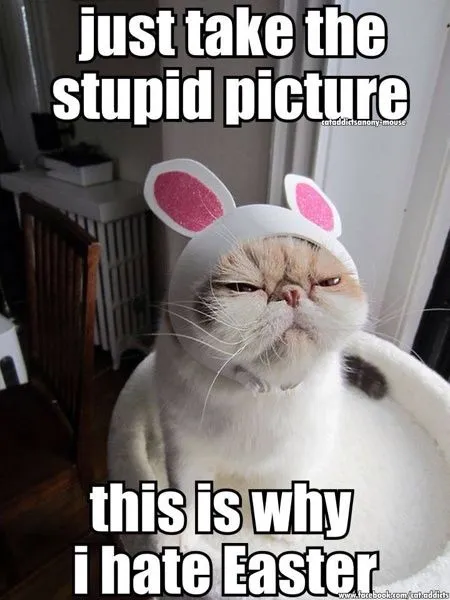 20 Funny Cat Easter Memes Too Cute To Not Share