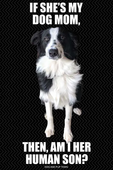 15 Extremely Funny Pet Memes To Improve Your Day