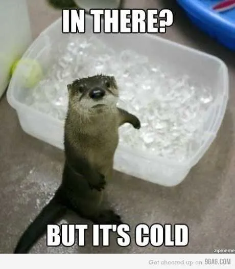 40 Funny Animal Pictures That Are Otterly Hilarious