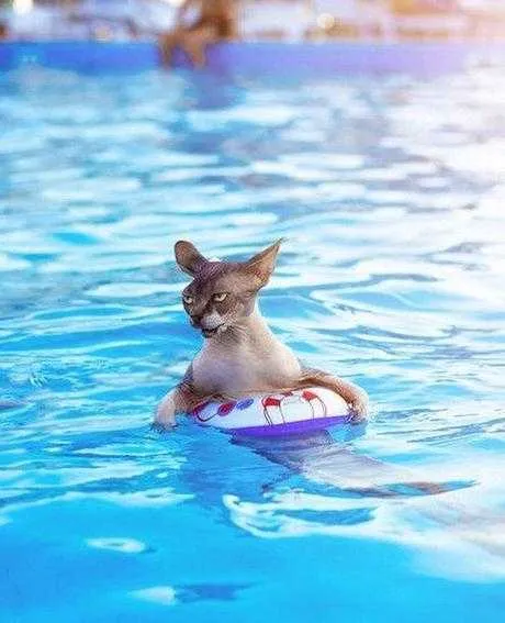 20 Pictures Of Adorable Animals Playing In A Pool And Having A Tail ...