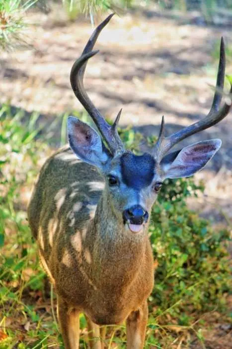 41 Funny Cats And Other Animals Who Just Have To Show You Their Bleps