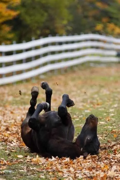 23 Funny Fall Animal Pictures That Are So Cute You'll Smile