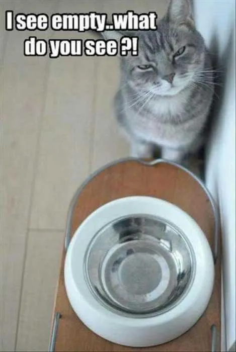 36 Funny Animal Pics And Memes That Will Help You Survive The Week