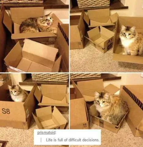 20 Funny Pictures Of Box-Loving Cats