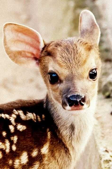 22 Just Adorable Animals Pictures For You