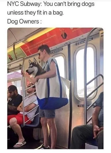 30 Awesomely Cute Dog Memes Just Incase You're Having A Bad Day