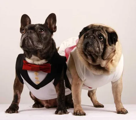 20 Of The Best Dressed And Adorable Animals Ever | The Funny Beaver