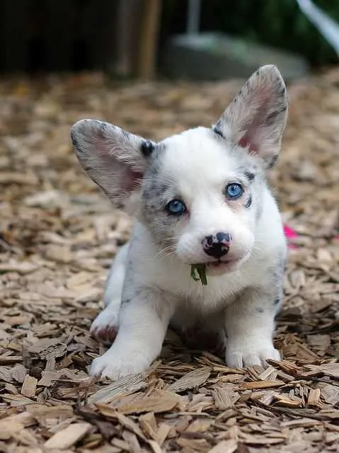 22 Just Adorable Animals Pictures For You