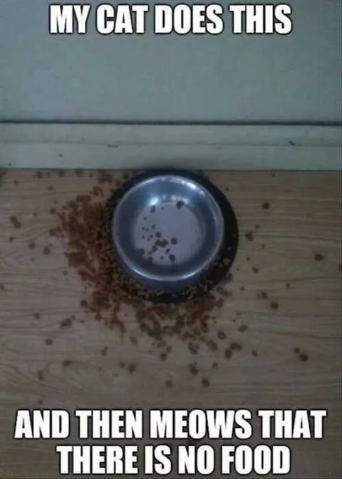 30 Funny Animal Pictures And Memes You Won't Stop Laughing At