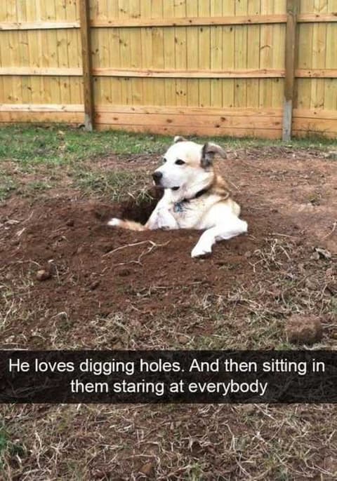 20 Funny Animal Memes And Pictures Good For A Laugh